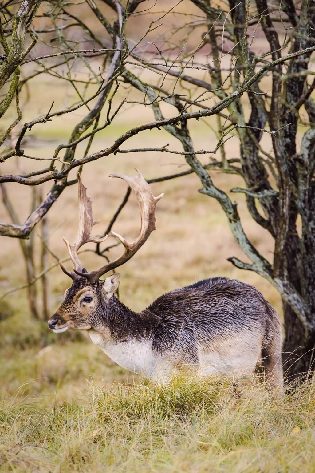 Prachtige verlovingsfoto's met een echt hert! - Girls of honour